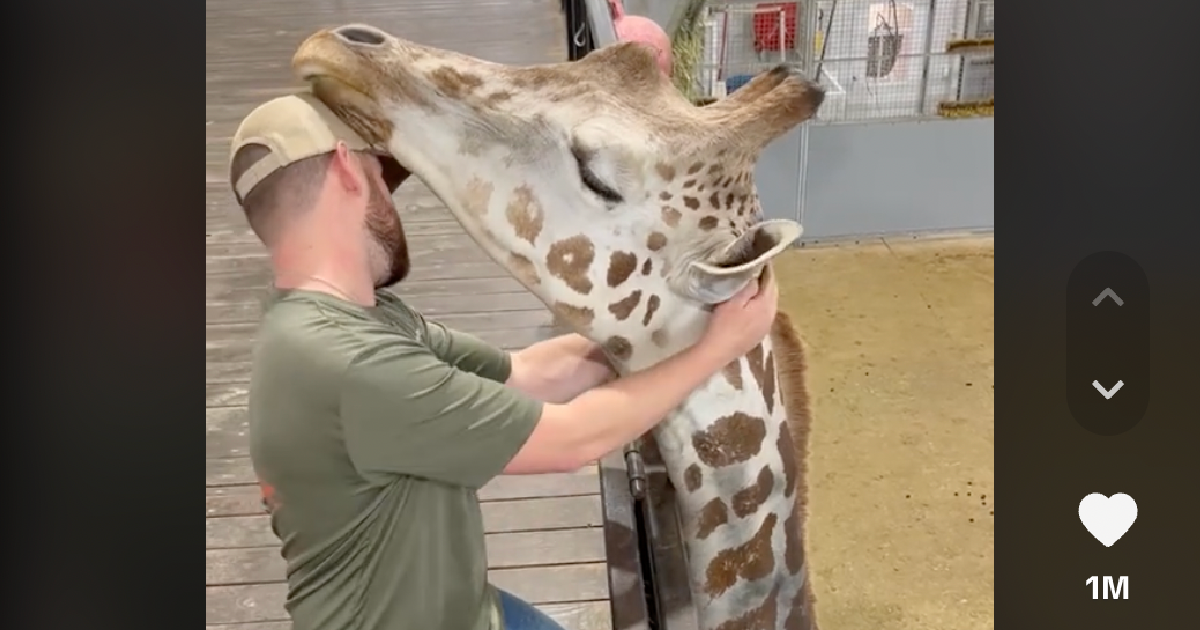 A Chiropractor Adjusted A Giraffe And It’s Fascinating To Watch ...