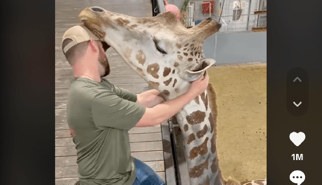 A Chiropractor Adjusted A Giraffe And It’s Fascinating To Watch » TwistedSifter