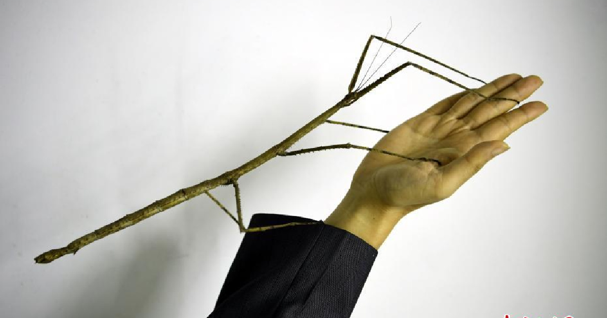 The World’s Longest Insect Is Over Two-Feet Long » TwistedSifter