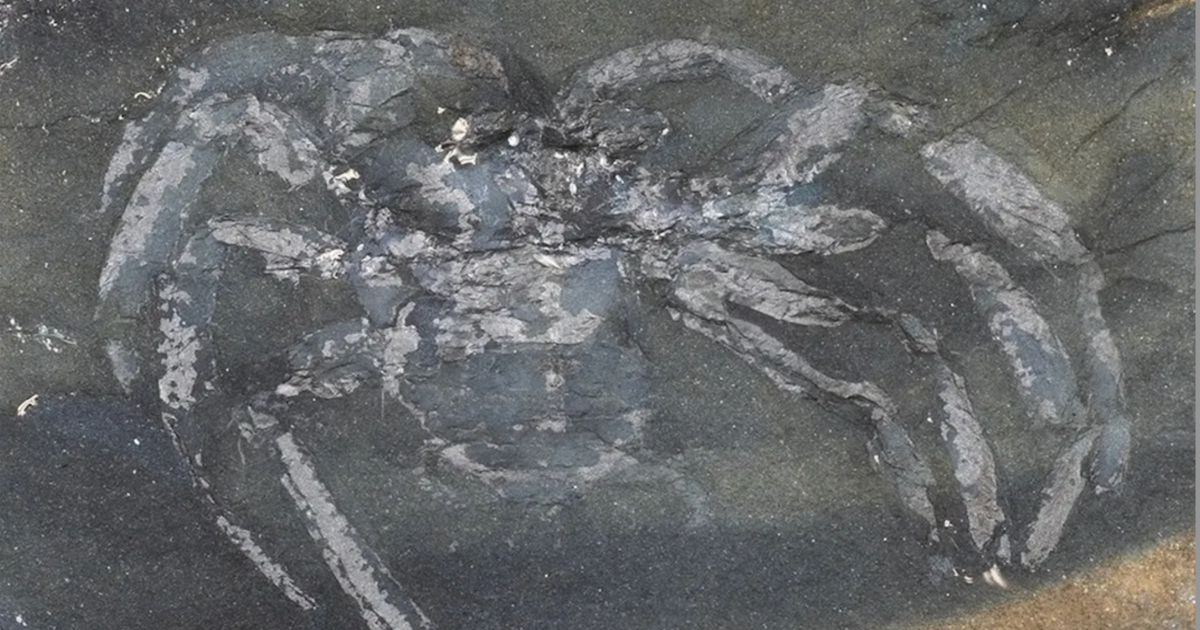 Here’s What Earth’s First Spiders Looked Like 400 Million Years Ago ...