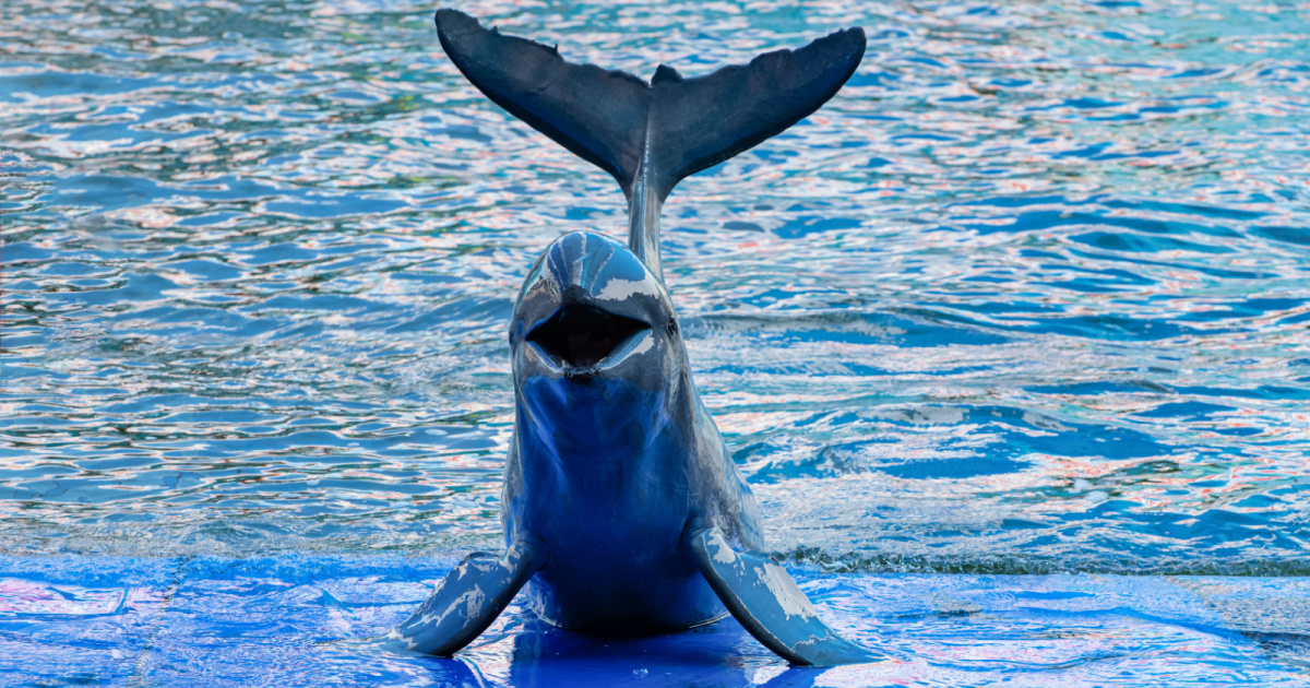 One Of The World’s Rarest Dolphin Populations Is On The Rise ...