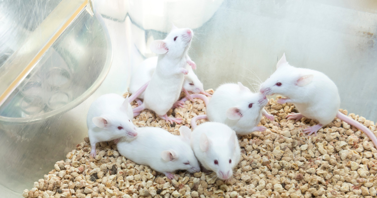 This “Mouse Utopia” Experiment Unexpectedly Turned Into A Mouse ...