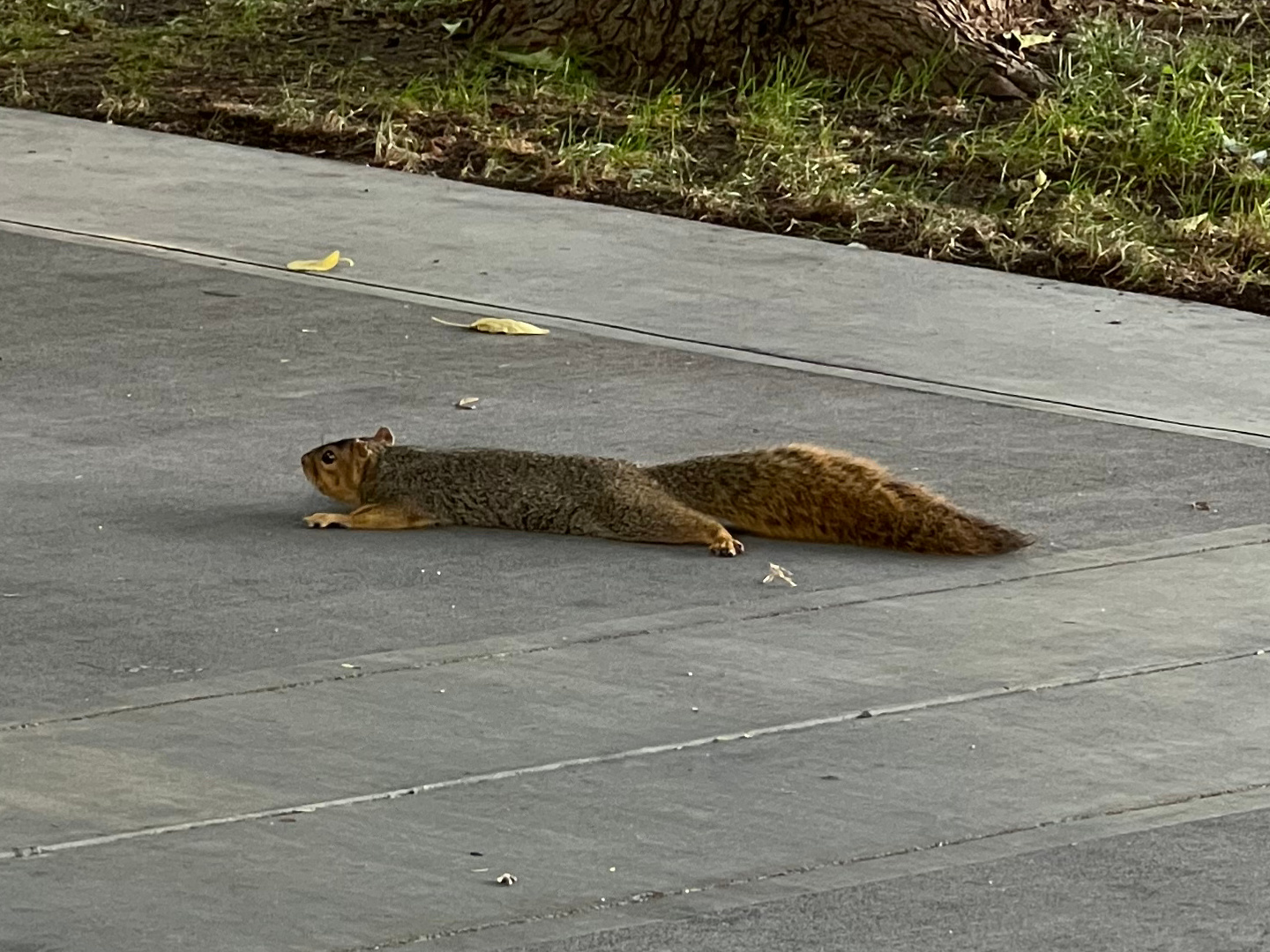 Why Behaviorists Think Animals Do That Adorable “Sploot” » TwistedSifter