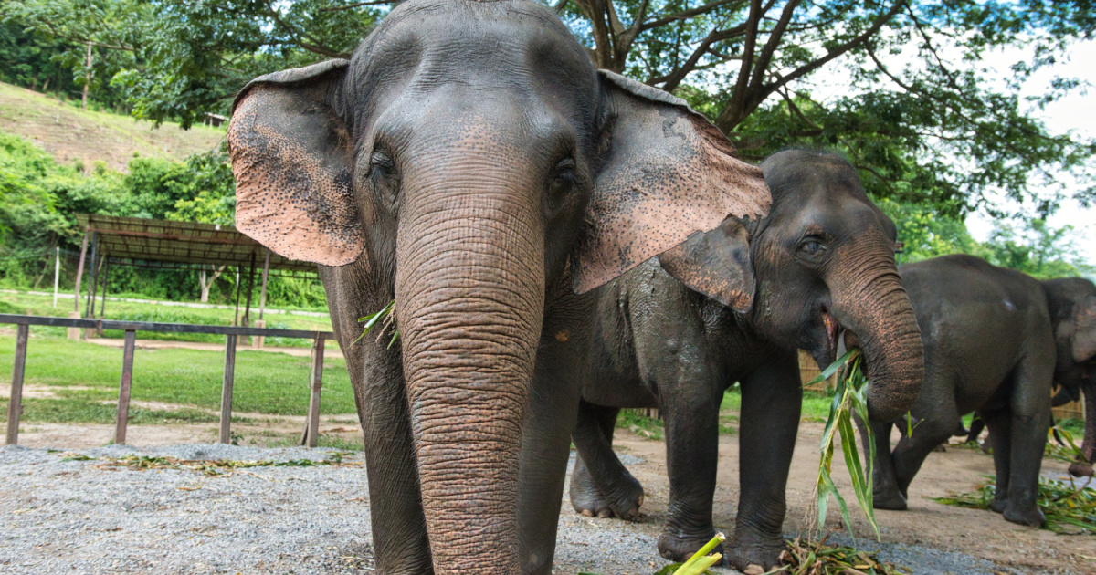 Elephants Communicate With Infrasound At A Frequency So Low That Humans ...