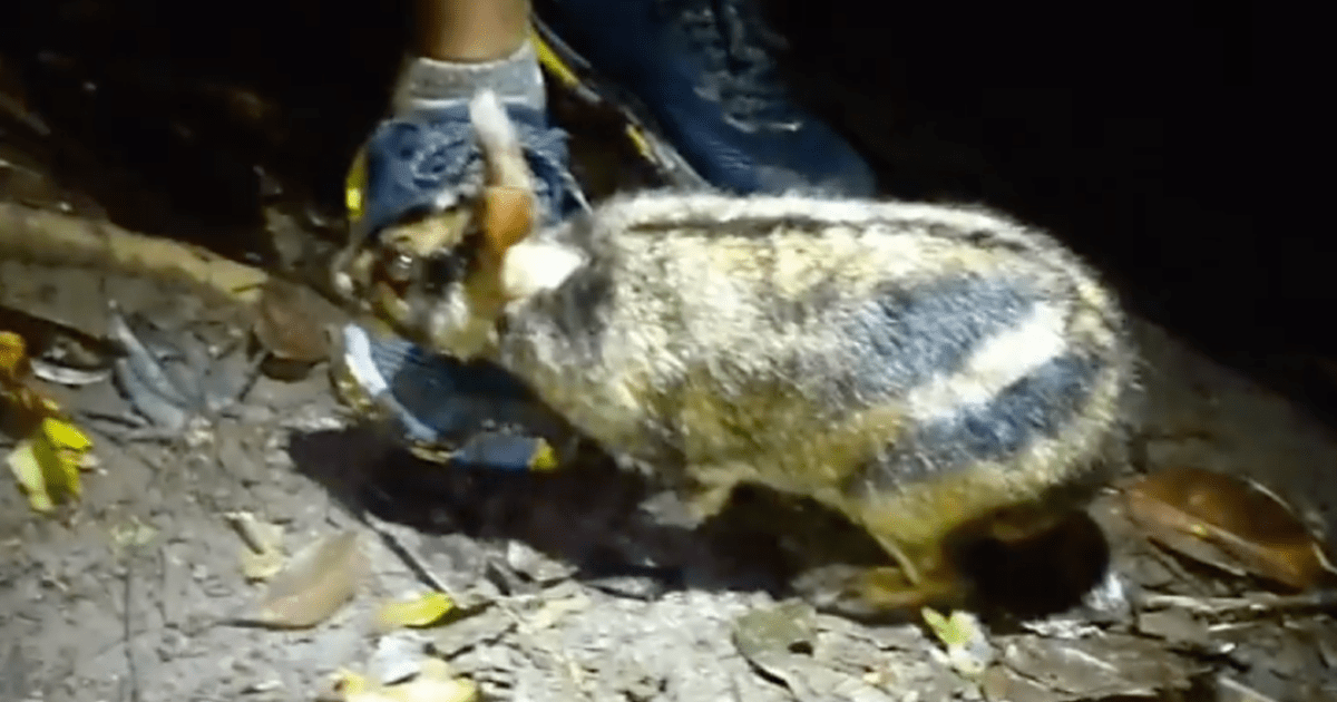 Lucky Sumatran Hikers Were Approached By The World’s Rarest Rabbit ...