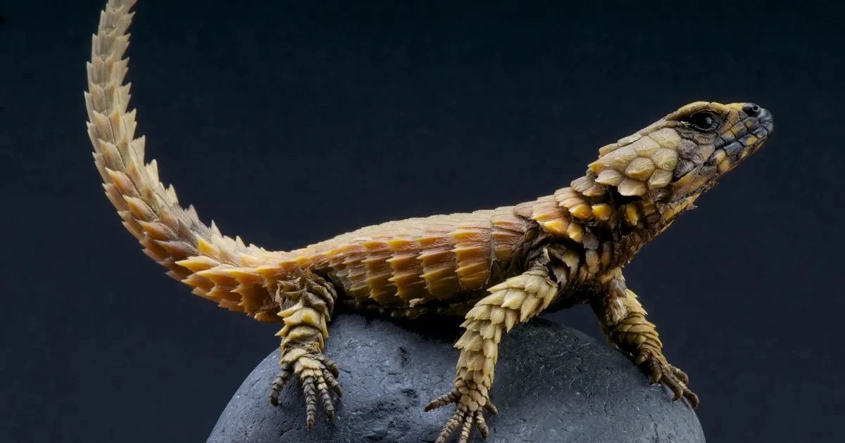 South African Lizard Resembles A Baby Dragon, And Has Other Unique ...