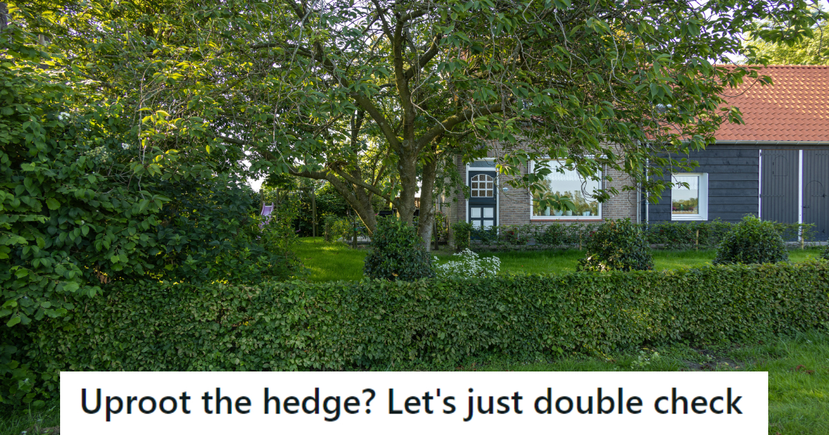 Neighbor Demands Hedge Removal For Property Line Dispute, Only To ...