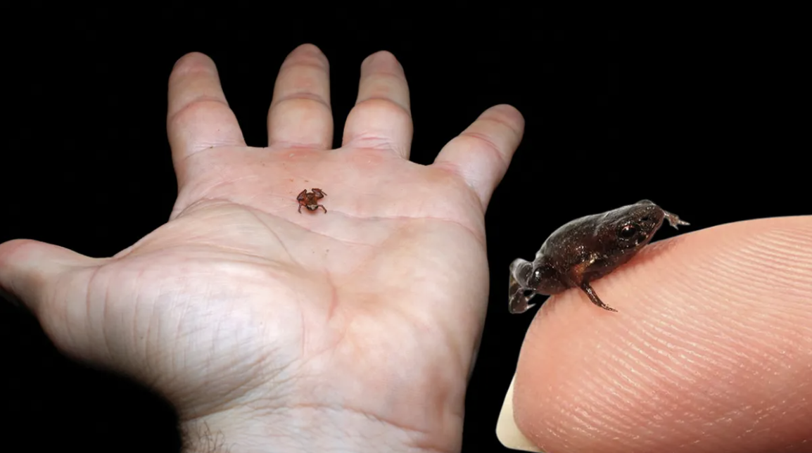 The Flea Toad is The Second Smallest Known Vertebrate In The World And ...
