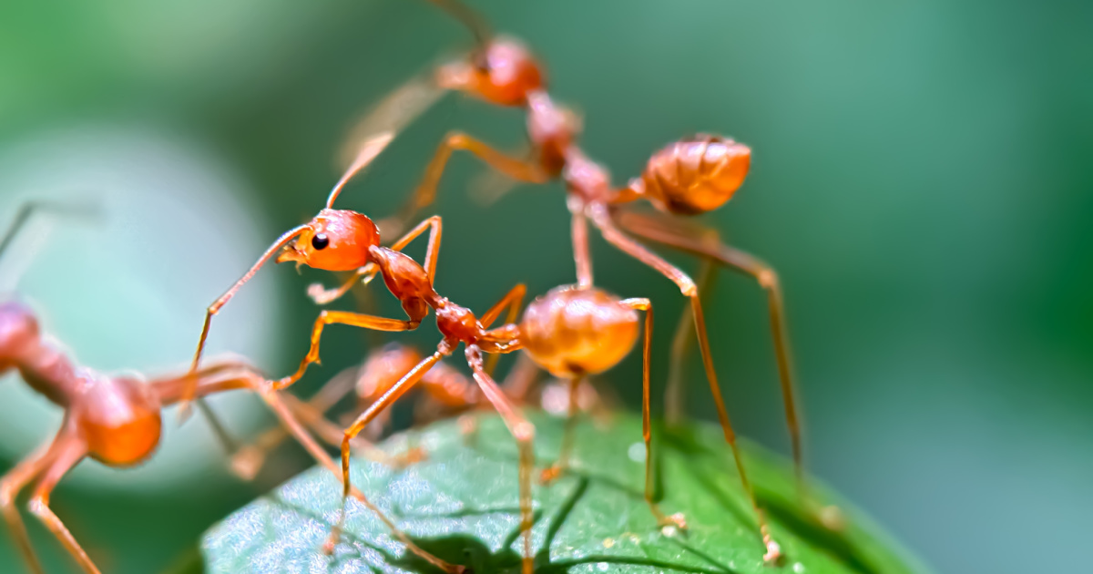 How Many Ants Exist On Earth? Researchers Combined Data From 500 ...