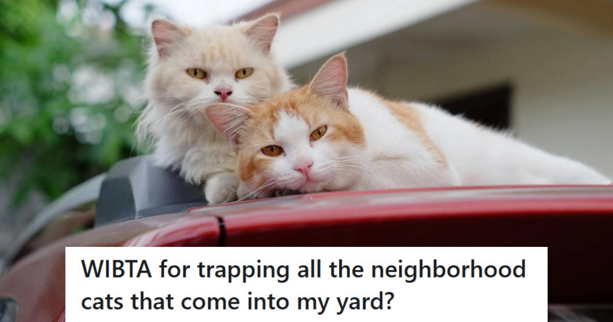 Neighborhood Cats Invade Bird-Friendly Yard, Leaving Homeowner ...