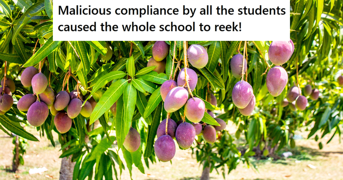 Students Were Picking Up And Knocking Down Mangoes During Peak Season ...