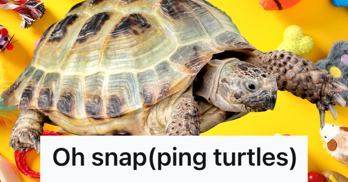 Someone Stole Turtles From Their Pet Store, But A Snapping Turtle ...