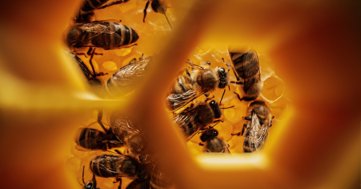 Here Are The Three Smartest Insects On Earth And What Makes Them So ...
