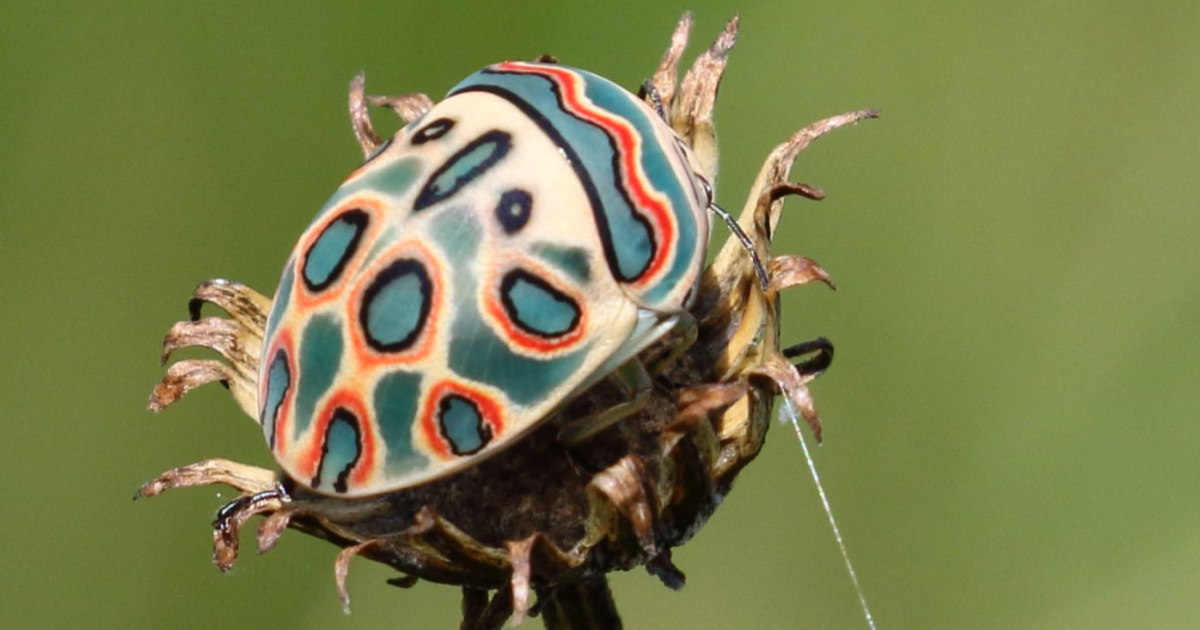 The Picasso Bug Is As Beautiful As It Is Smelly » TwistedSifter