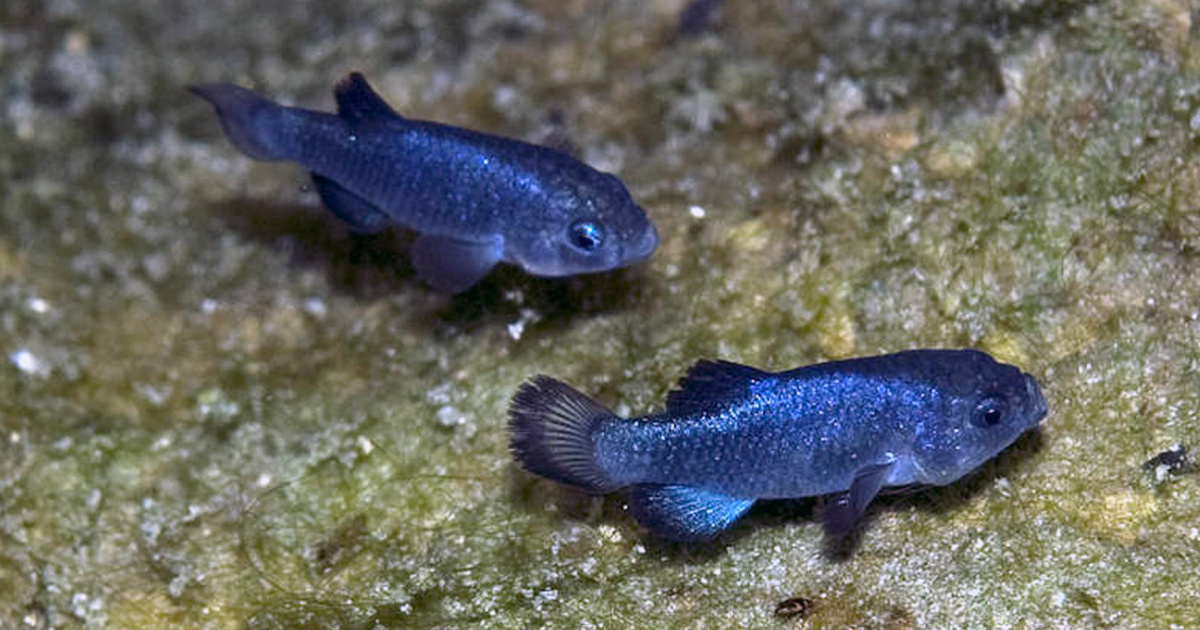 A Recent California Earthquake Affected The Only Known Home Of The ...