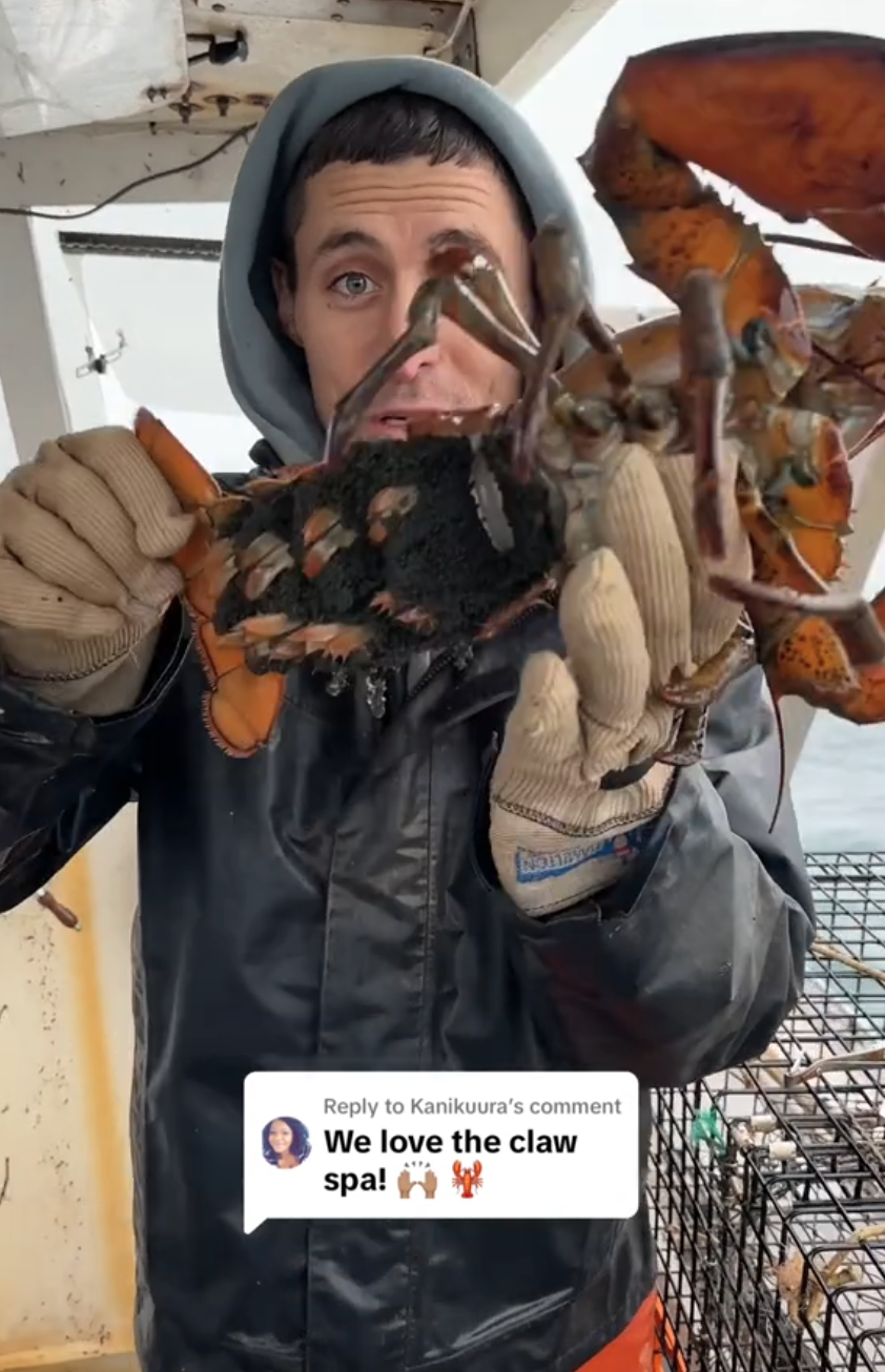 Viral Fisherman Shows Us Why He Gives Lobsters The "Punch And Lunch ...