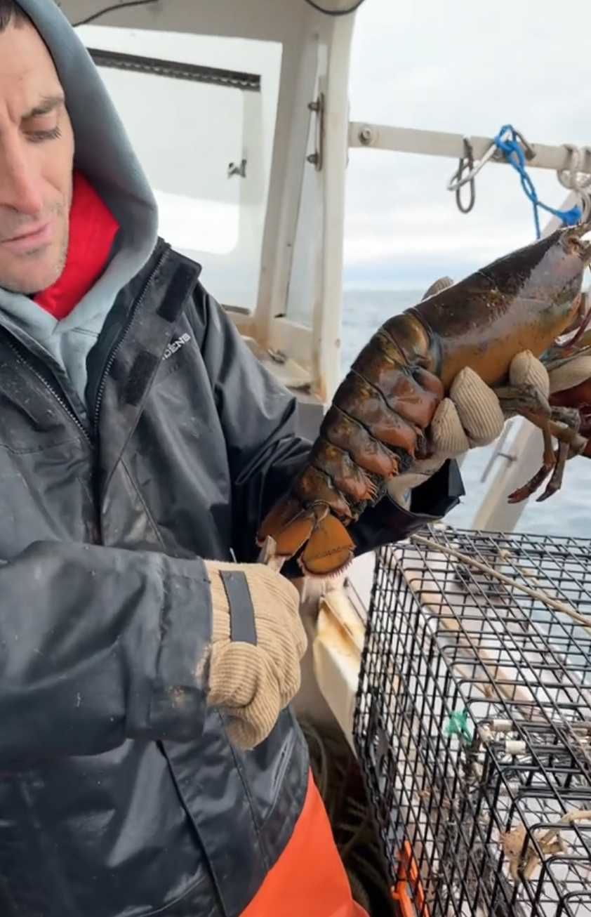 Viral Fisherman Shows Us Why He Gives Lobsters The "Punch And Lunch ...