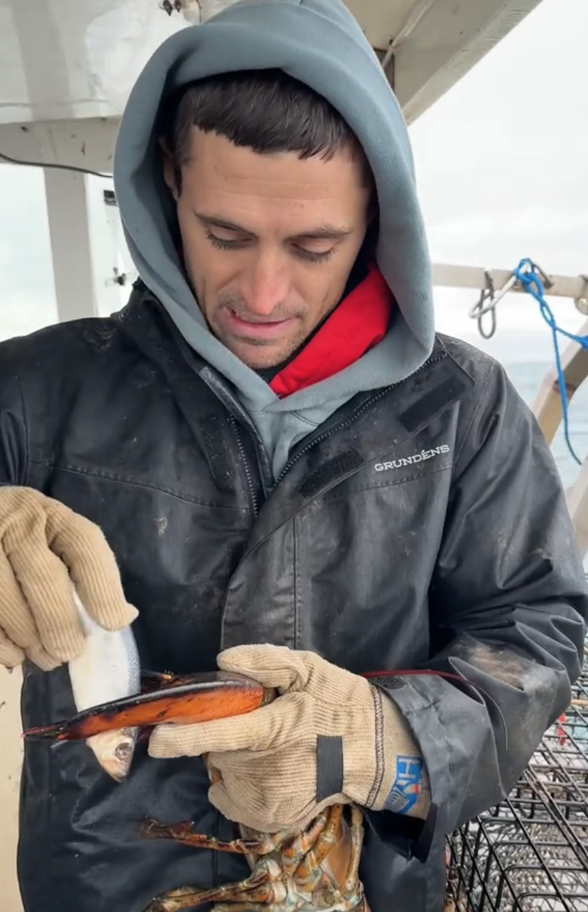 Viral Fisherman Shows Us Why He Gives Lobsters The "Punch And Lunch ...