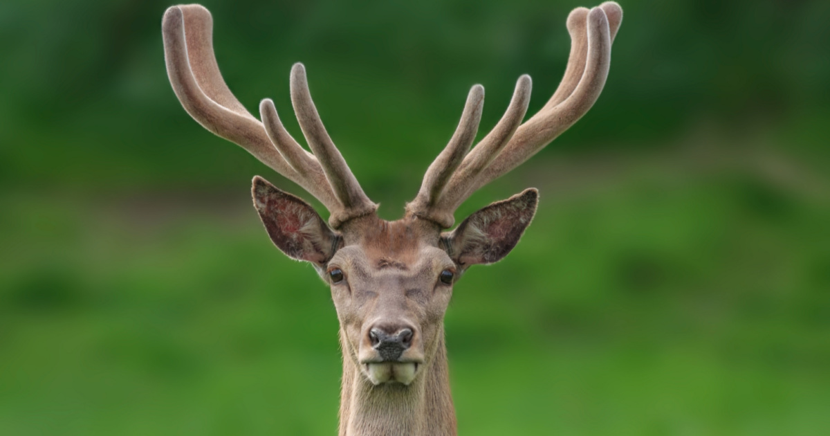Why Deer Spend Part Of Their Year With Antlers Covered In Fuzz ...