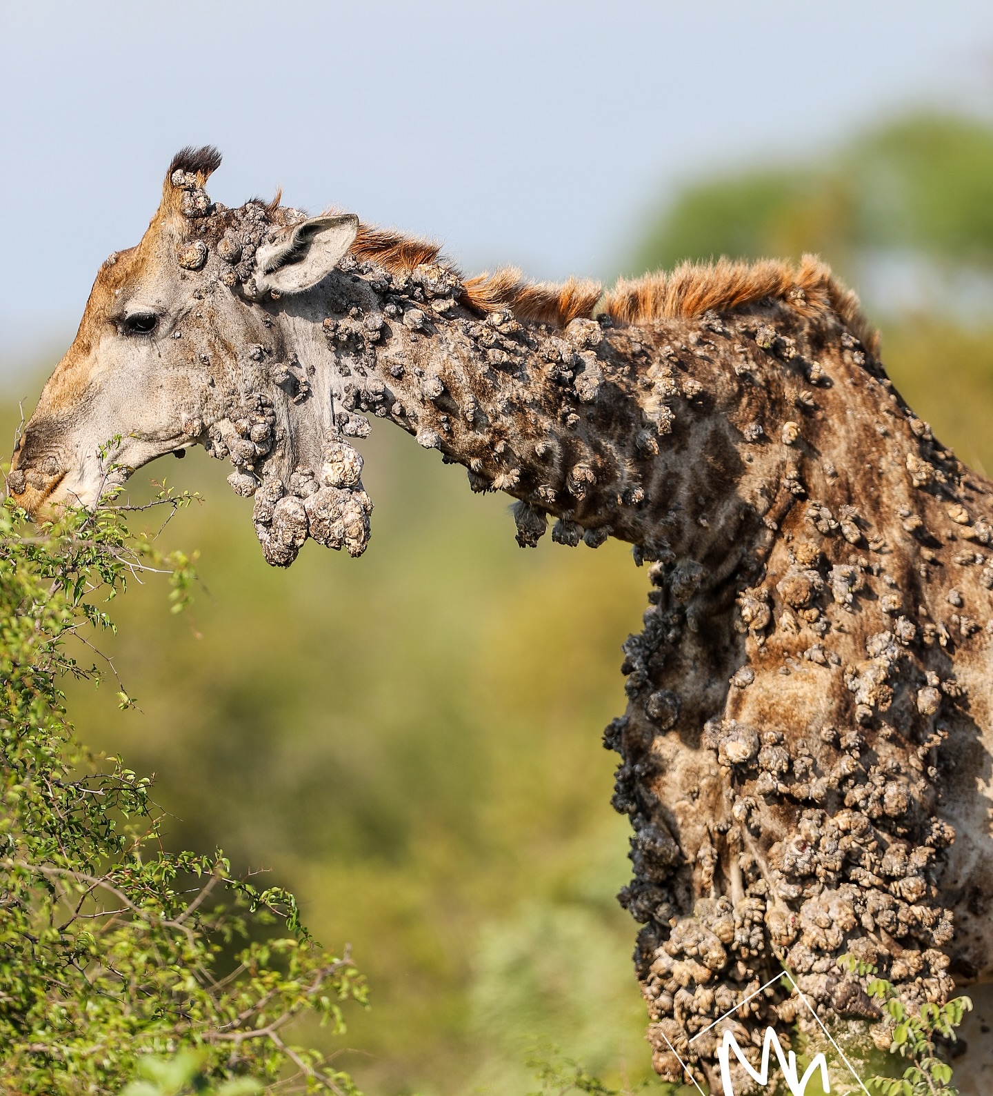People Are Wondering Why This Giraffe In Kruger National Park Seems To ...