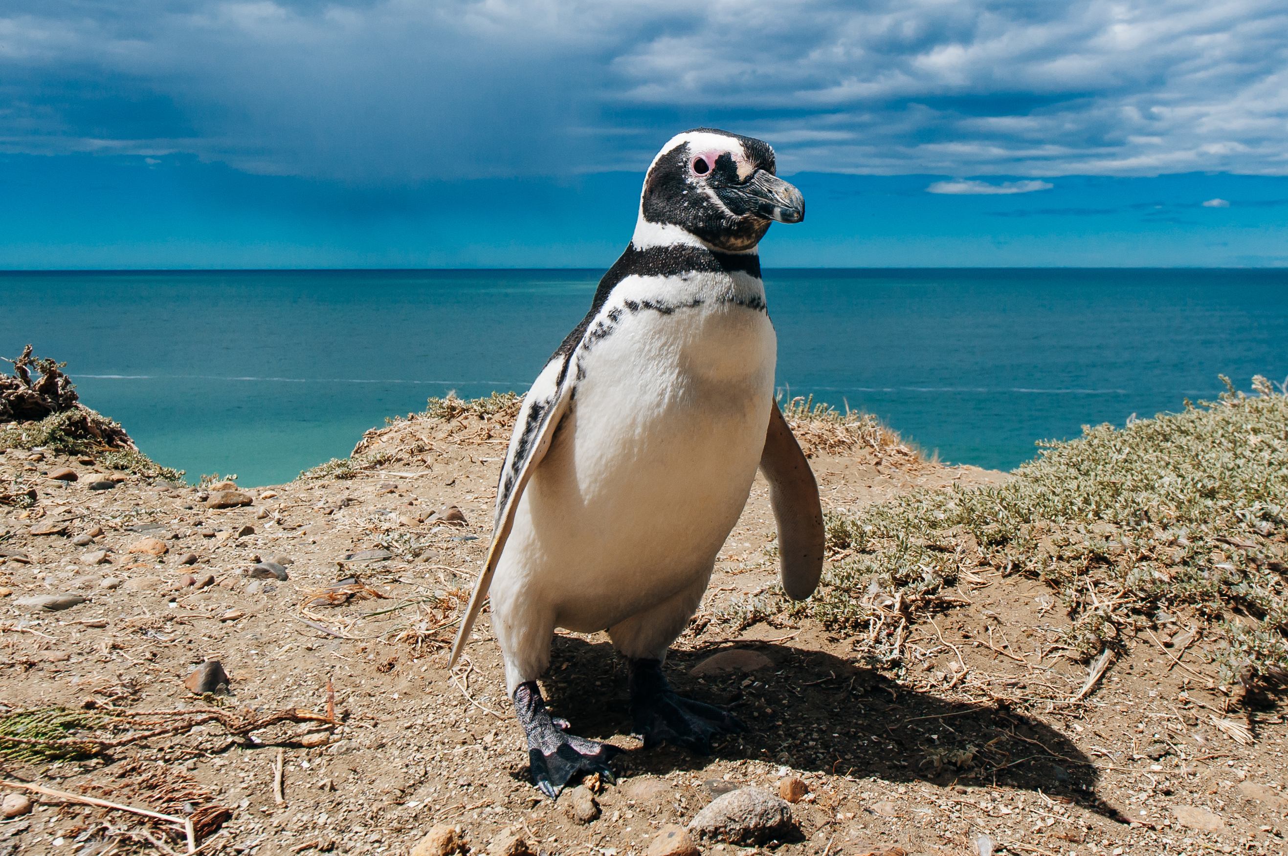 Penguins May Be Known For Living In Freezing Climates, But Some Species ...