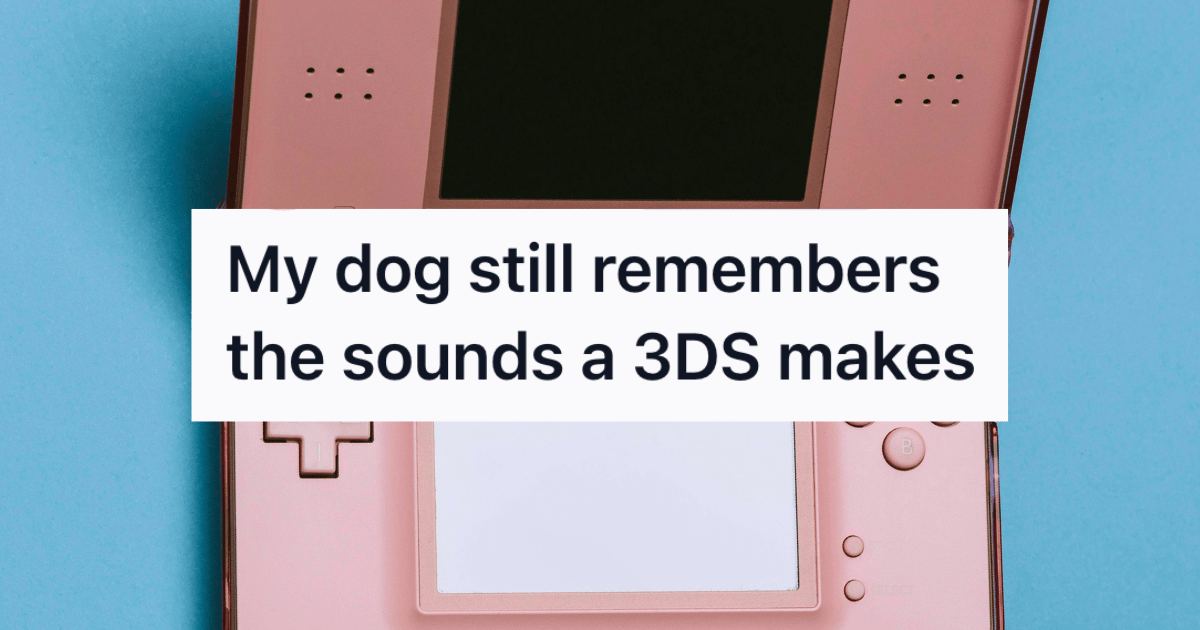 He Fired Up His Old Nintendo 3DS After Years Away, So His Dog Responded ...