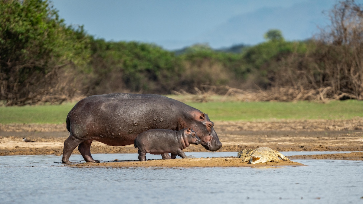 Take A Time Machine Back 60,000 Years, And You Might Meet Hippos On ...
