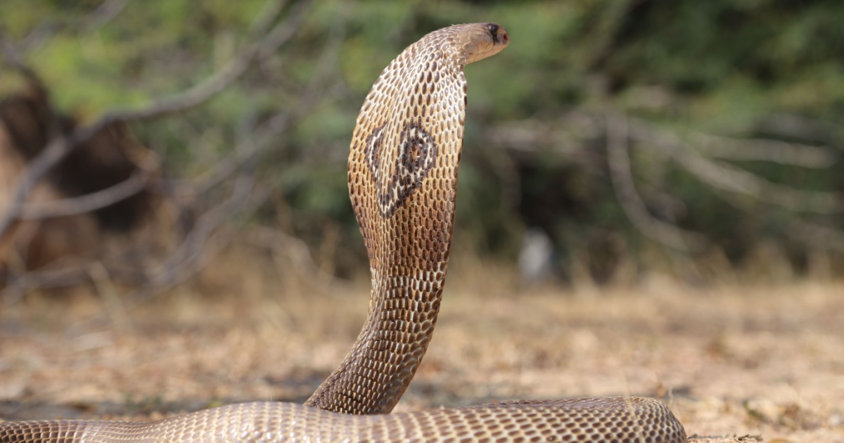 Indian Cobras Invaded Springfield, Missouri In 1953 And Nobody Knew How ...