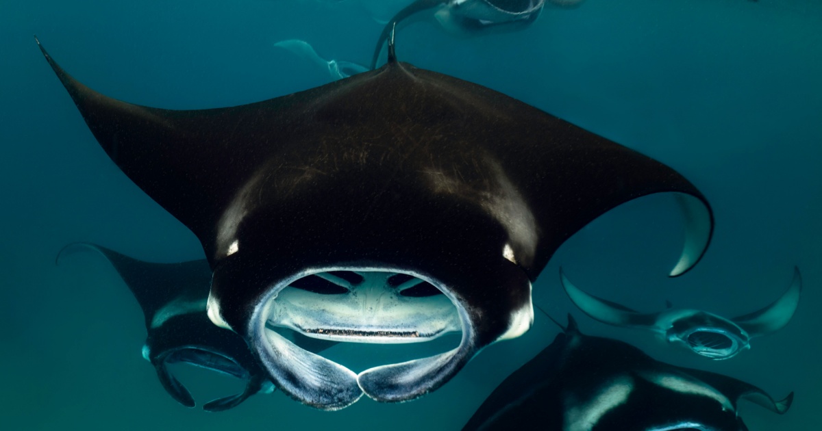 Research Reveals That Manta Rays Dive Far Deeper Than Previously ...