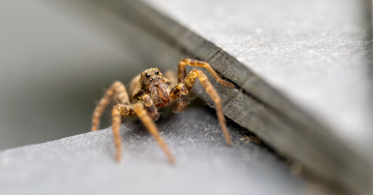 What’s Up With Spiders’ Curling Up Their Legs When They Expire? Learn ...