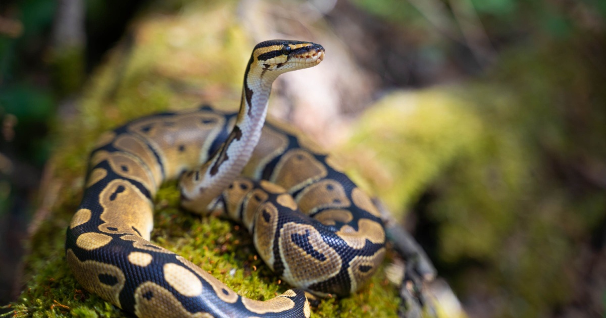 Oldest Known Snake In The World Lays Viable Eggs At 61-Years-Old With ...