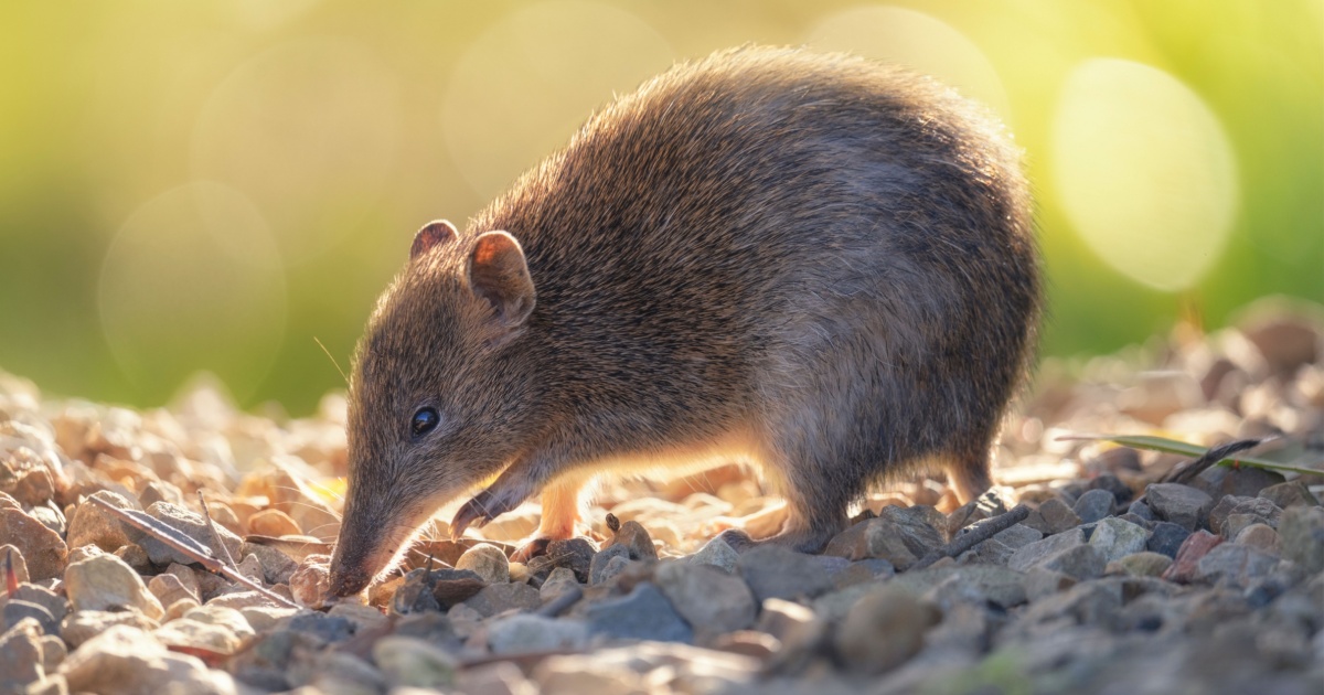 Latest Report From The IUCN Declares Several Species Of Animals ...