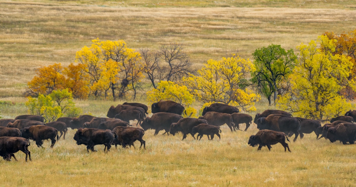 30+ Million American Bison Were Nearly Driven To Extinction By Humans ...