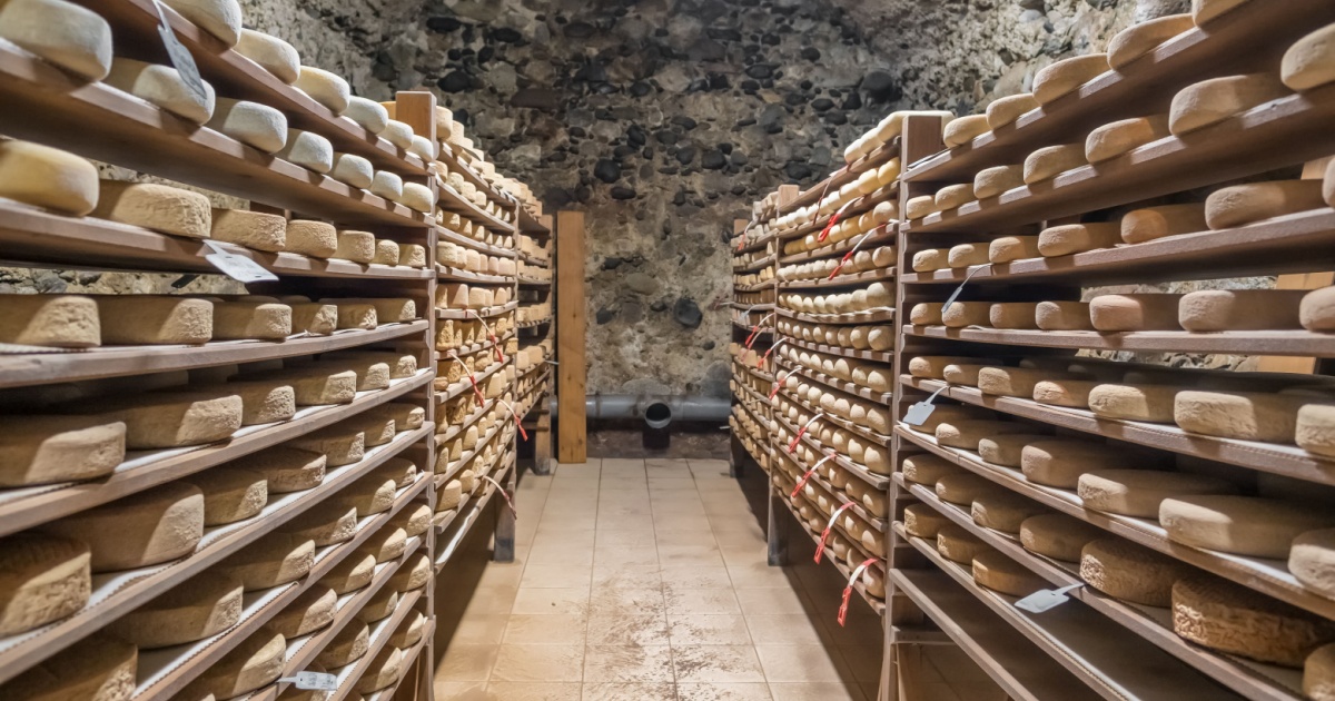 Rapid Evolution Of Fungi In Cheese Caves Has Been Discovered, And It ...