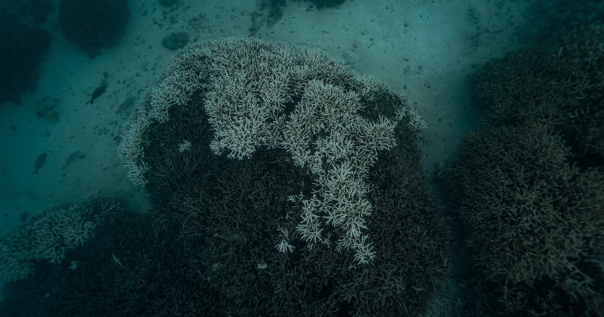 Marine Heatwave Leads To The Extinction Of Two Critically Endangered ...