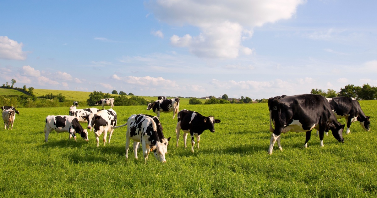 Humans And Our Livestock Make Up Approximately 95% Of The Total Biomass ...