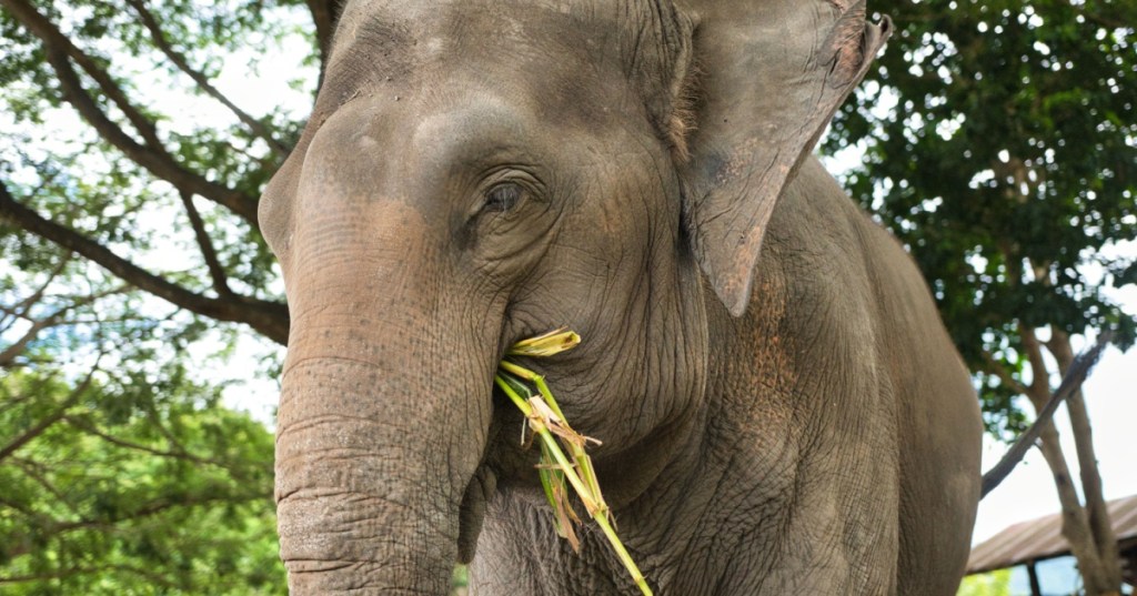 Tag: captive elephants » TwistedSifter