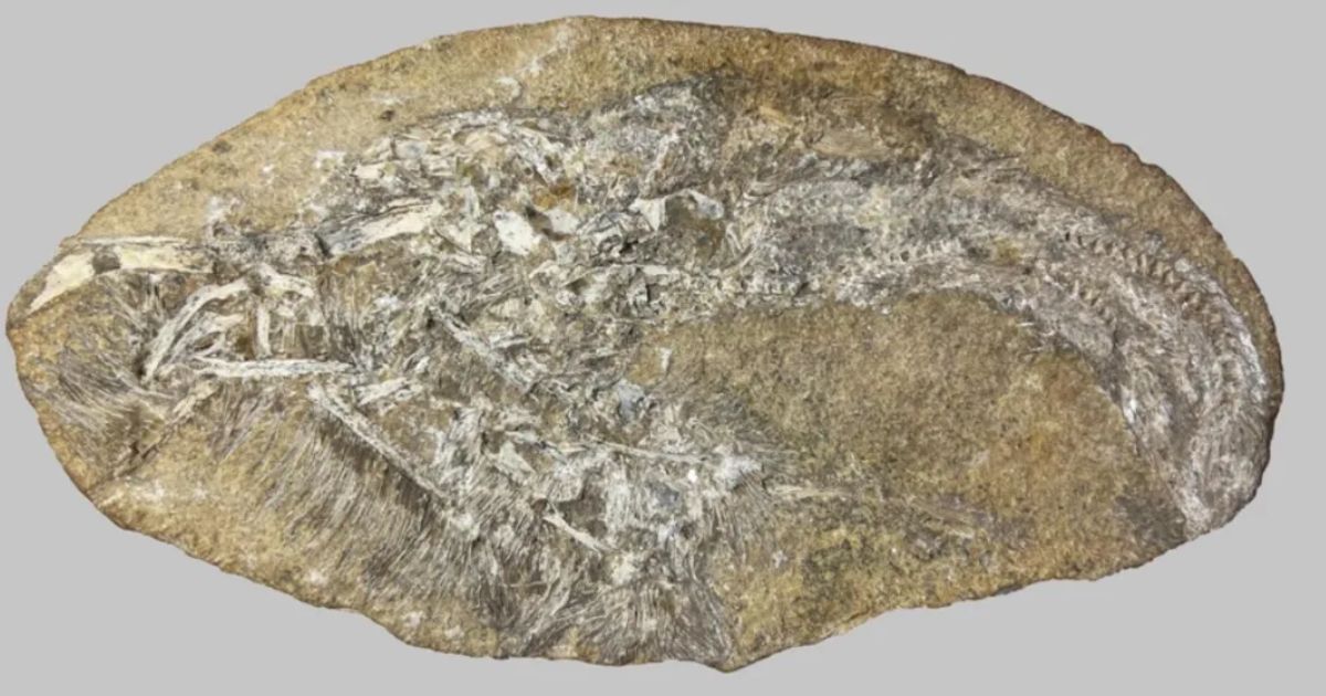Fossilized Regurgitalite Tells An Amazing Story Of The Last Moments Of ...