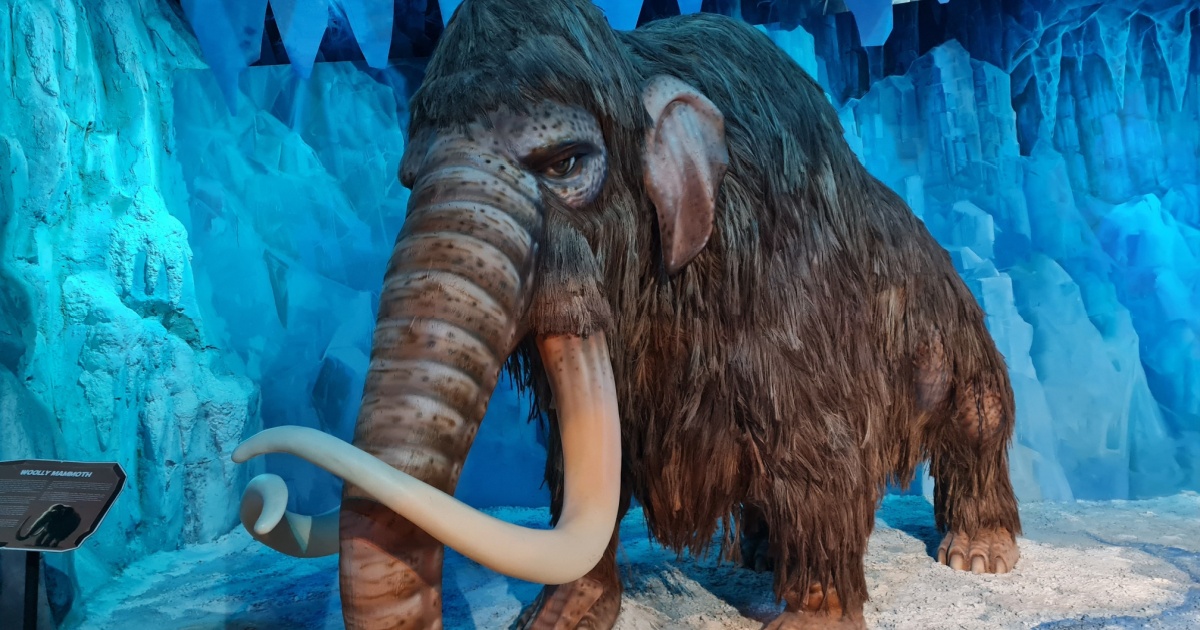 Baby Mammoth Was Preserved In Permafrost For 40,000, And It's Allowed ...
