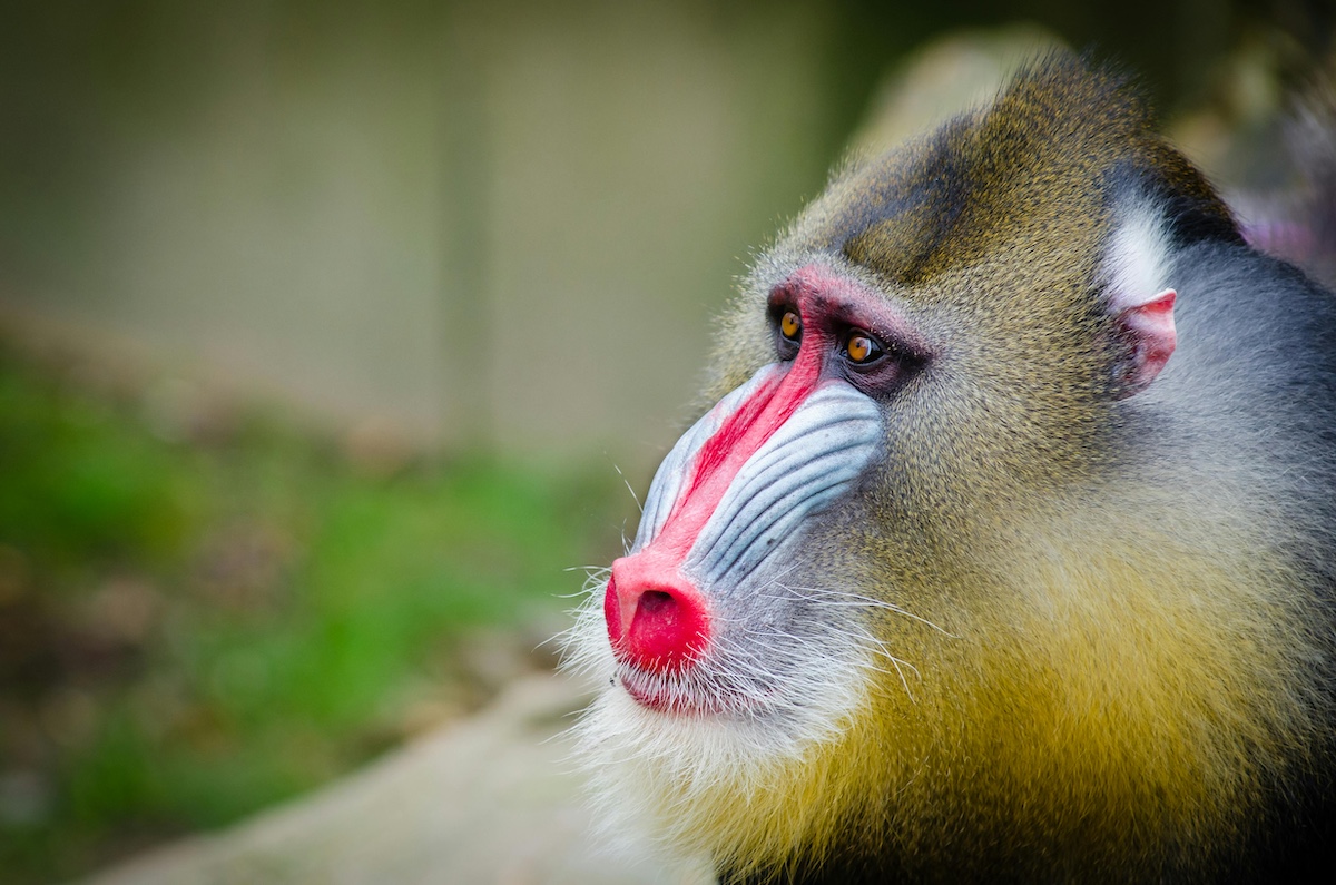 Mandrills Are Iconic And Sociable Monkeys, But Now They're Vulnerable ...