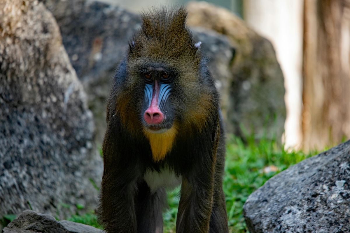 Mandrills Are Iconic And Sociable Monkeys, But Now They’re Vulnerable ...
