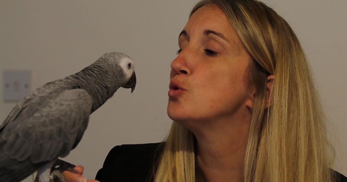 Alex The Gray Parrot Helped Change How The World Thought Of Animal ...