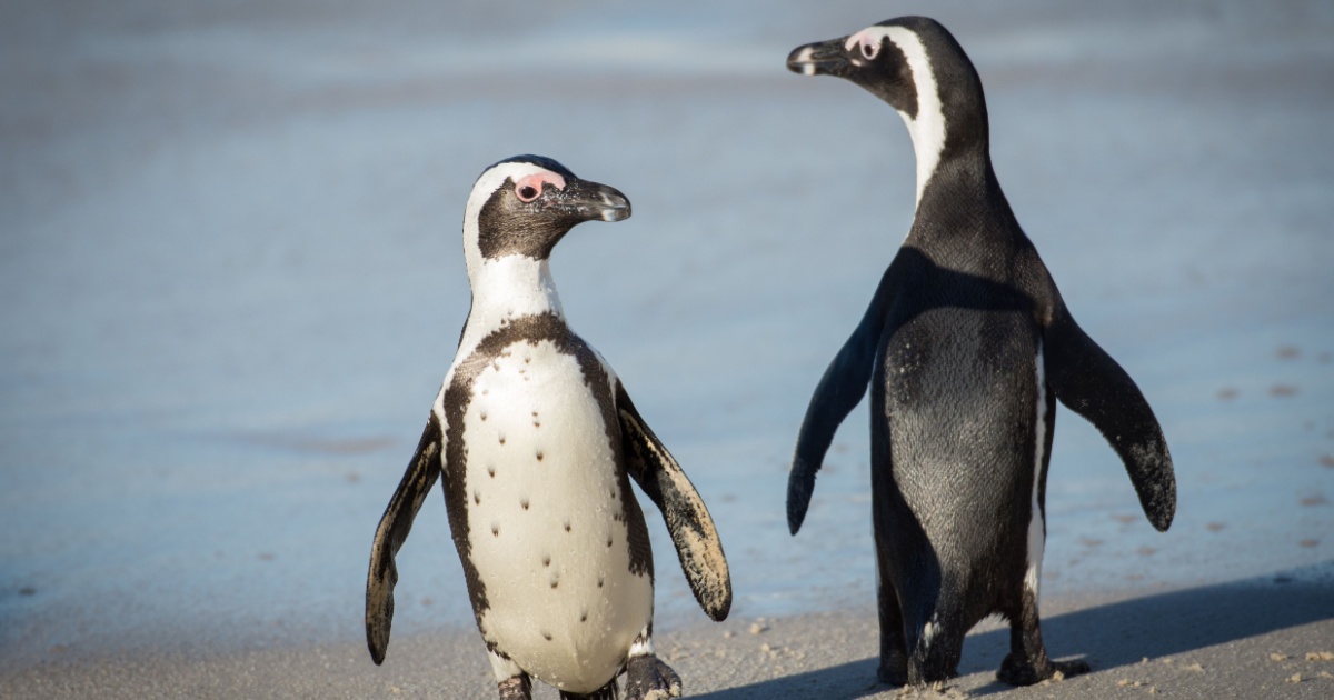 New Research Shows That Critically Endangered African Penguins Directly ...