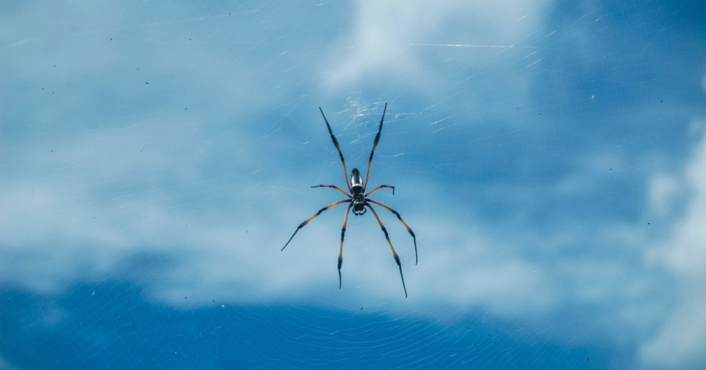 Certain Species Of Spider Can Use Electromagnetism To Fly Up Into The ...