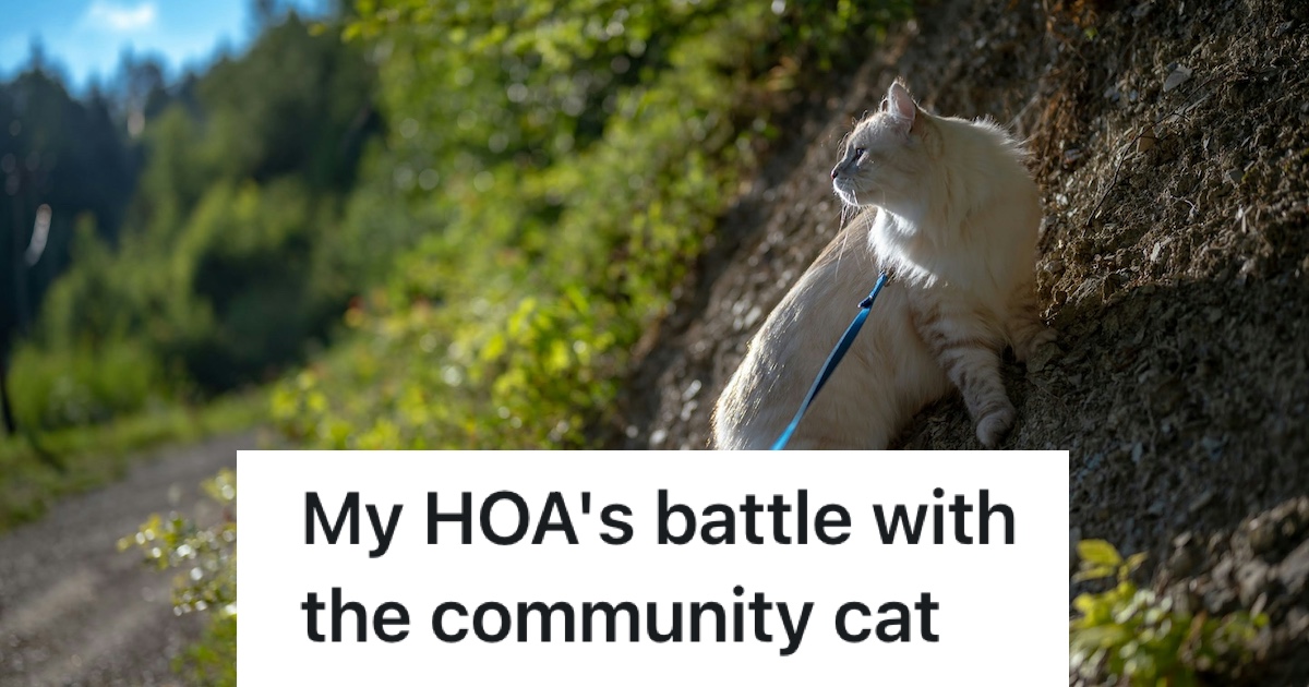 Stray Cat Finds A New Home With A Couple And Their Dogs, But Even ...