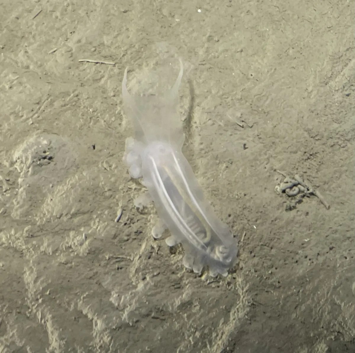 New Study Discovers Weird And Wonderful Creatures Lurking Deep Within ...