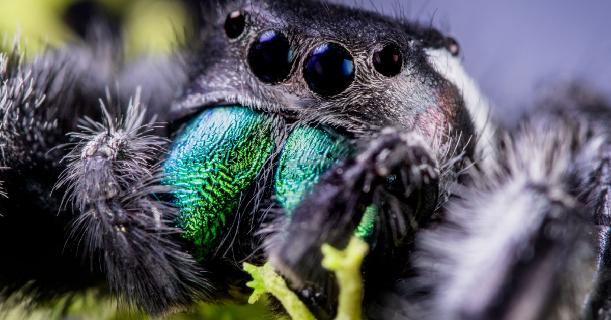 Viral Internet Videos Of Dancing Spiders Helped Scientists Identify ...