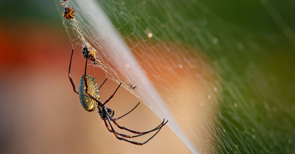 Certain Species Of Spider Can Use Electromagnetism To Fly Up Into The ...