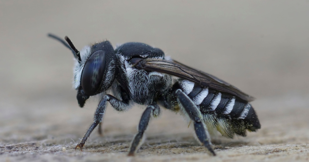 First New Member Of The Megachile Bee Group Discovered In 20 Years Gets ...