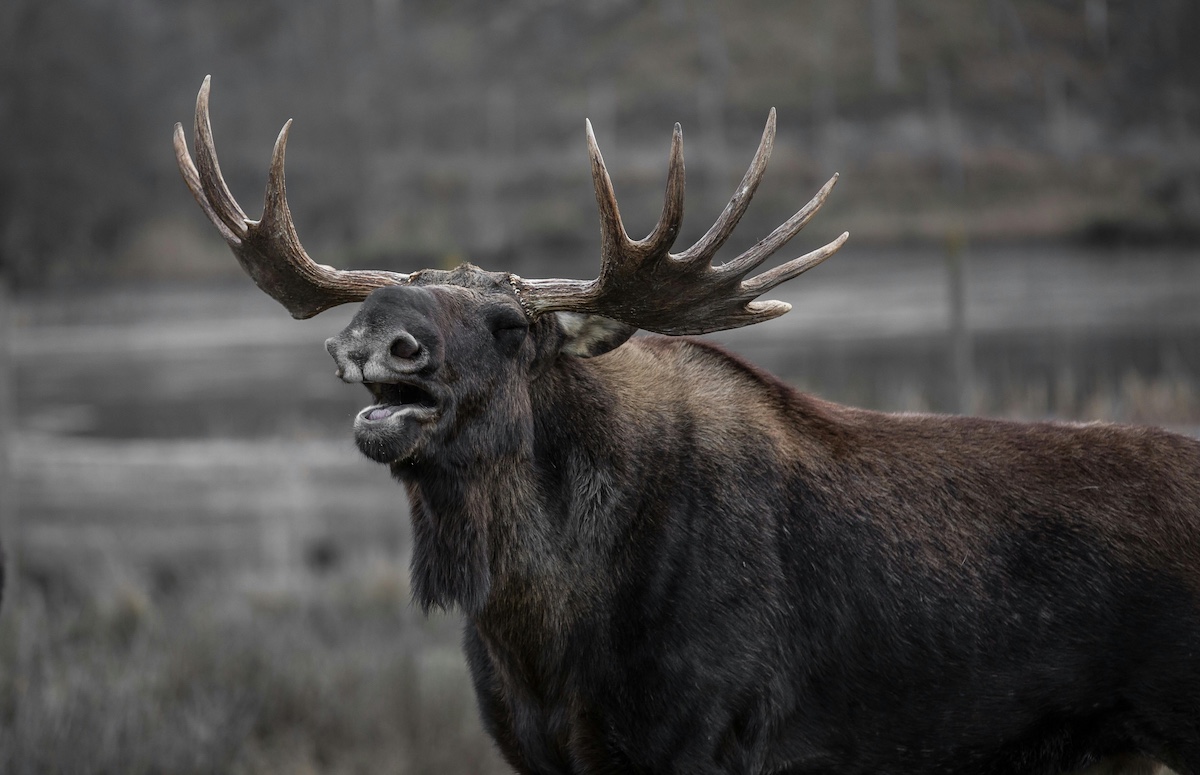 The Incredible Truth About Moose, Or Why These Hefty Beasts Are So ...